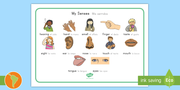 My Senses Body Parts Word Mat English Spanish My Senses Body Parts