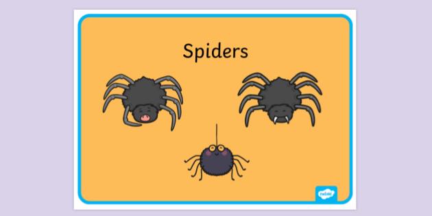 FREE! - Printable Poster of Spiders | Display Poster | Twinkl