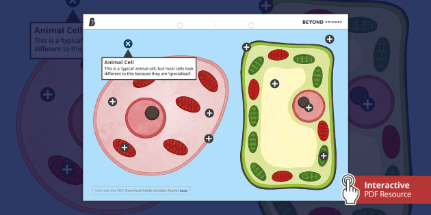 Animal and Plant Cell Picture | KS3 Science | Beyond