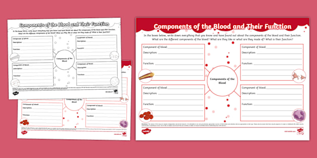 Components Of Blood Worksheet