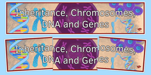 Inheritance, Chromosomes, DNA and Genes Display Banner