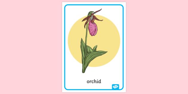 FREE! - Orchid Flower Poster - F-6 - Display Resources - Science