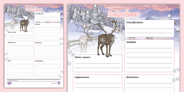 Reindeer Science Activities | twinkl.co.uk