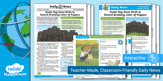 Guide Dog Has 16 Puppies - KS2 Reading Comprehension