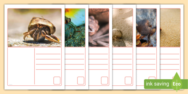 FREE! - Hermit Crab Postcards (teacher made)