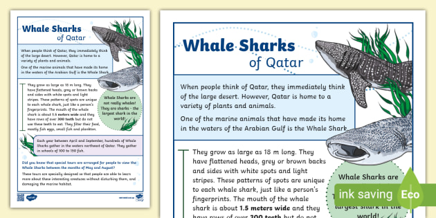 Fact Sheet The Whale Shark The Update