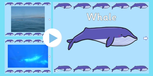Under the Sea Whale Video PowerPoint (teacher made)