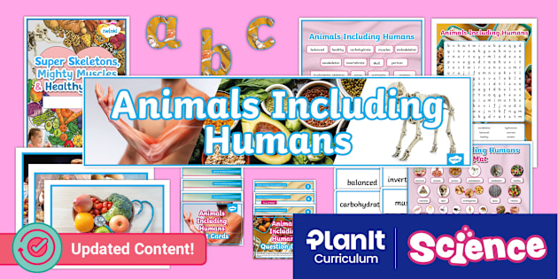 Animals Including Humans Displays | twinkl.com.au