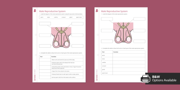 Male Reproductive System Answers