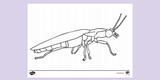 FREE! - Firefly Colouring Sheet (teacher made)