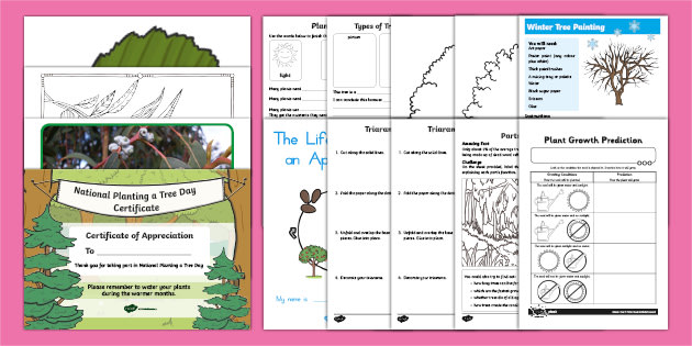 Trees Lower Primary Resource Pack (teacher made)