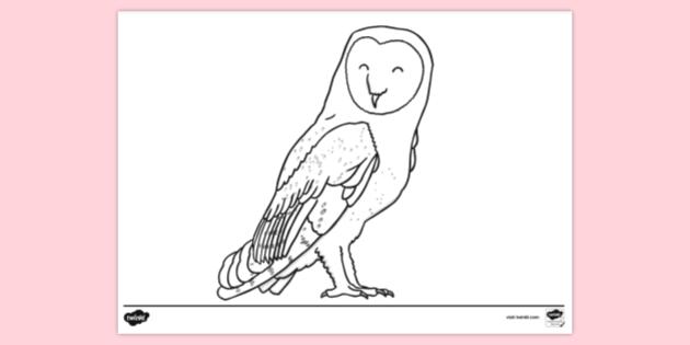 FREE! - Owl Colouring Sheet - Creative Resources - Twinkl