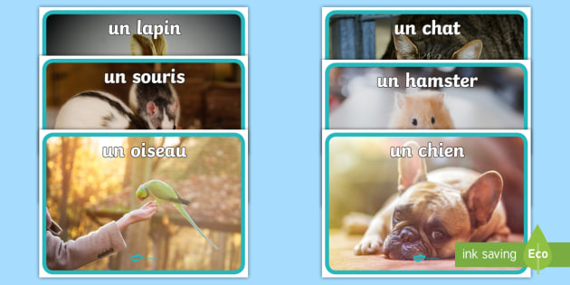 French Pets Display Photos