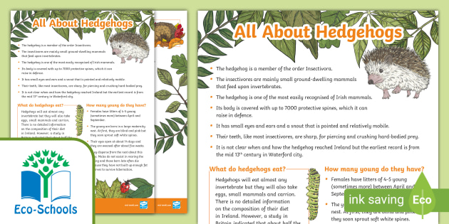 FREE! - Eco-Schools All About Hedgehogs (teacher made)