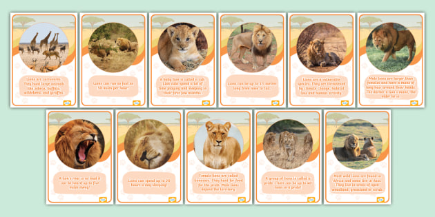 Lions 101 Fun Lion Facts And Information For Kids Children