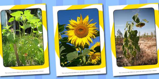 Sunflower Life Cycle Display Photos