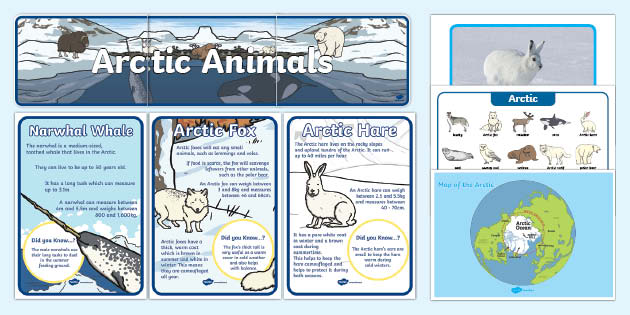 Arctic Animals Display Pack (teacher made)