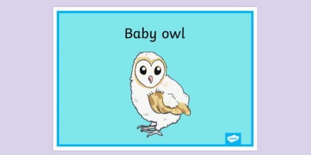 FREE! - Baby Owl Poster Display Poster | Primary Resources