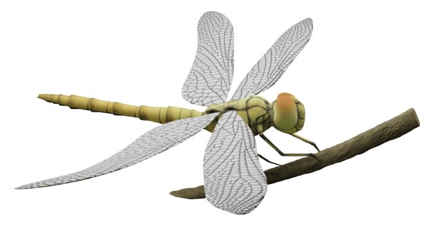 Dragonfly Facts for Kids - Twinkl Homework Help