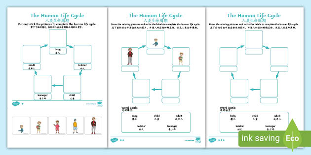 Human Life Cycle Worksheet - English/Mandarin Chinese