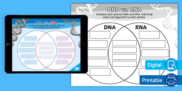 DNA Worksheets | twinkl.com