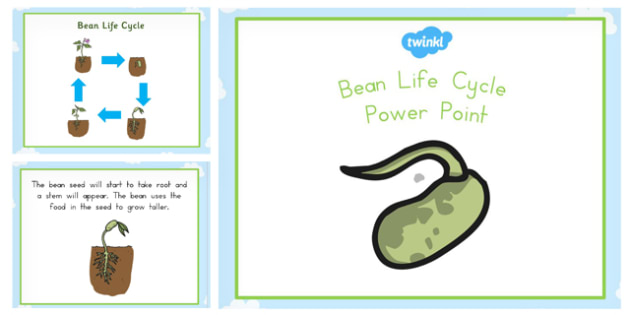 Bean Life Cycle PowerPoint (teacher made)