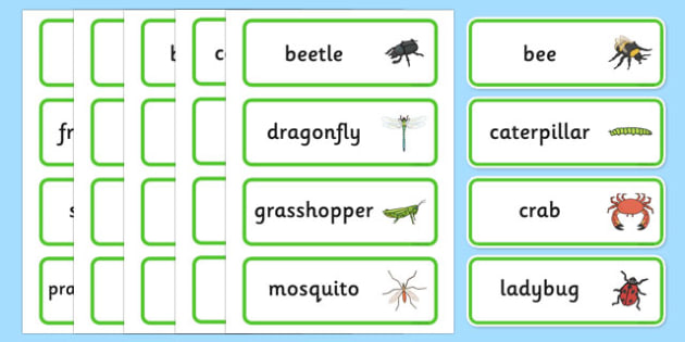 Minibeasts Word Cards