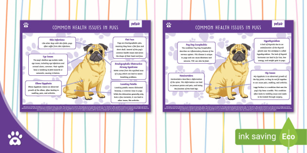 Pug Dogs Health Issues - Pug Health Anatomy Poster - Pets