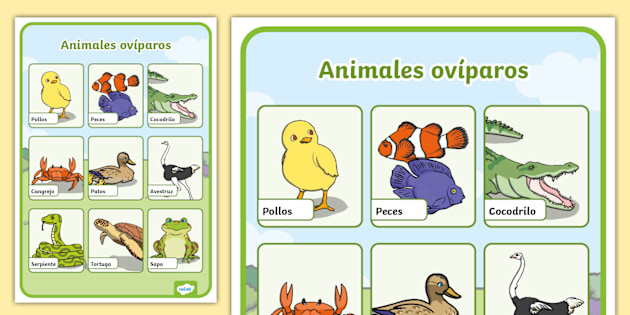 Oviparos Y Viviparos Animales Vivíparos, Ovíparos Y Ovovíparos