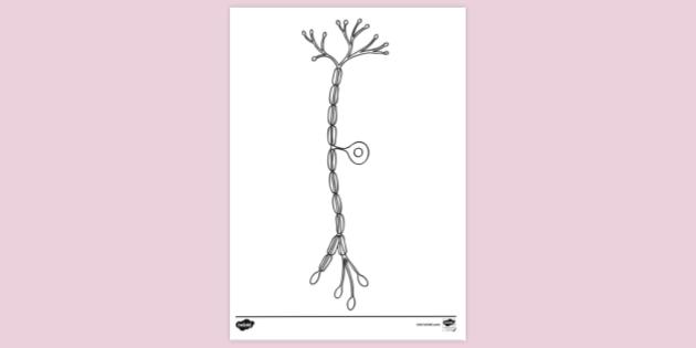 FREE! - Sensory Neuron Colouring Sheet | Colouring Sheets