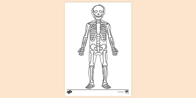 FREE! - Human Body Colouring | Colouring Sheets