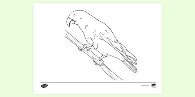 FREE! - Kaka Parrot Normal Eyes | Colouring Sheets