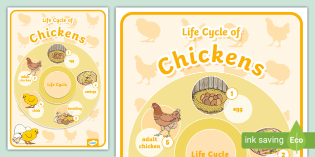 Life Cycle Of A Chicken Poster Introducing The Life Cycle Of A Chicken