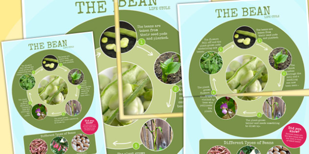 Bean Life Cycle Photo Large Display Poster (teacher made)