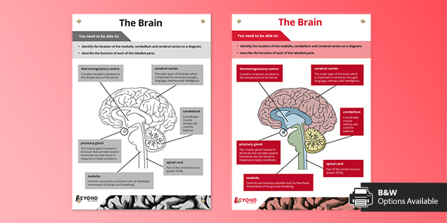 Brain Parts Poster
