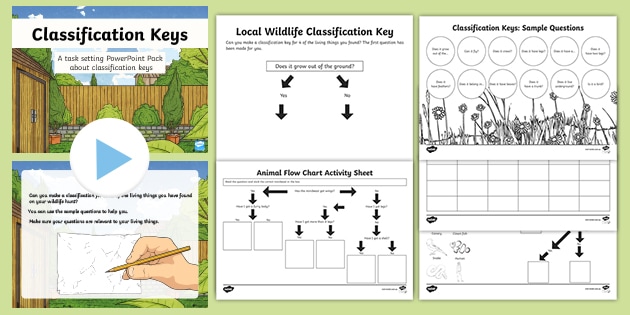 Classification Keys Powerpoint Differentiated Lesson Teaching Pack