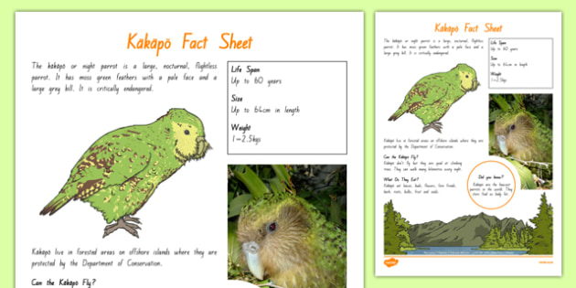 Kākāpō Fact Sheet - New Zealand Native Birds