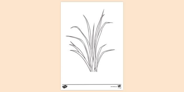 FREE! - Blade of Grass Colouring | Colouring Sheet