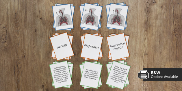 Respiratory System Card Sort