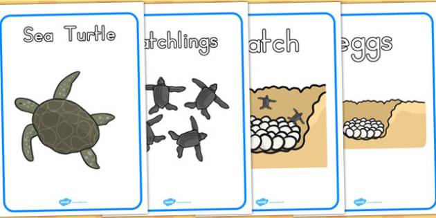 Sea Turtle Life Cycle Growth Posters (teacher made)