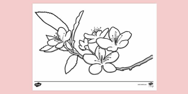 FREE! - Lily Flower Colouring Sheet | Colouring Sheets