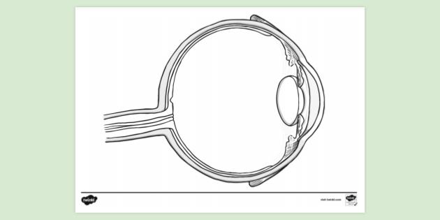 FREE! - Structure of the Eye Colouring | Colouring Sheets