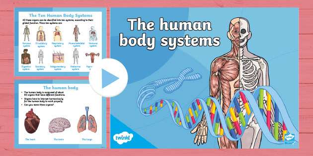Human Body Systems And Their Functions Systems: Teach Students How