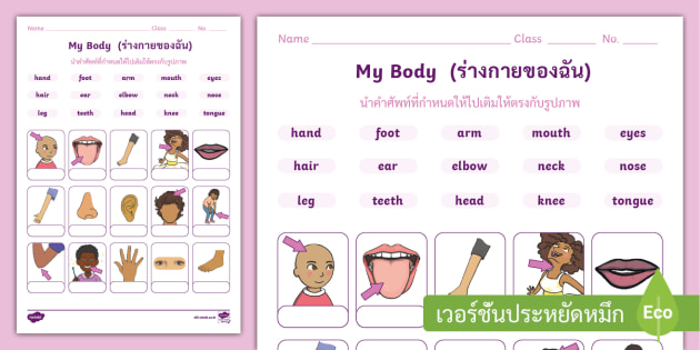 แบบฝึกหัดร่างกายภาษาอังกฤษ - My Body Vocabulary Worksheet