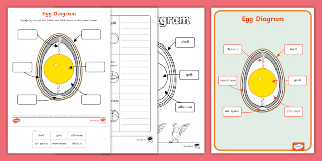 Egg Sciences | twinkl.com.au