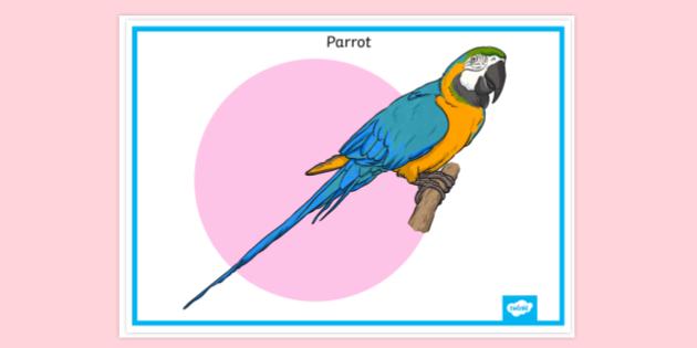 FREE! - Parrot Poster | Printable Display Poster | Primary Resources