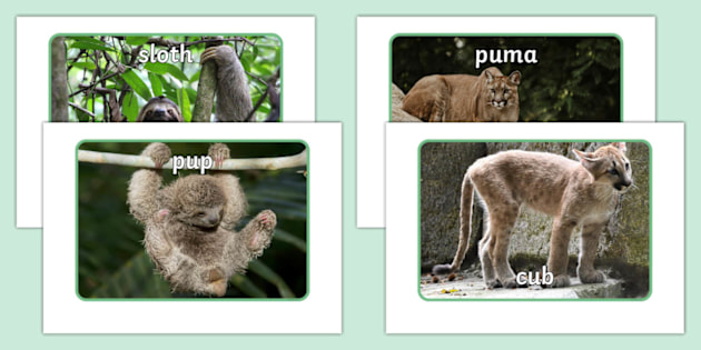 Animals and Their Young | twinkl.co.uk