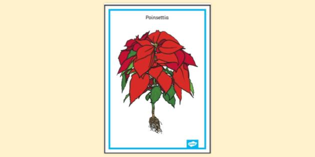 FREE! - Poinsettia Poster | Primary Resources | Twinkl