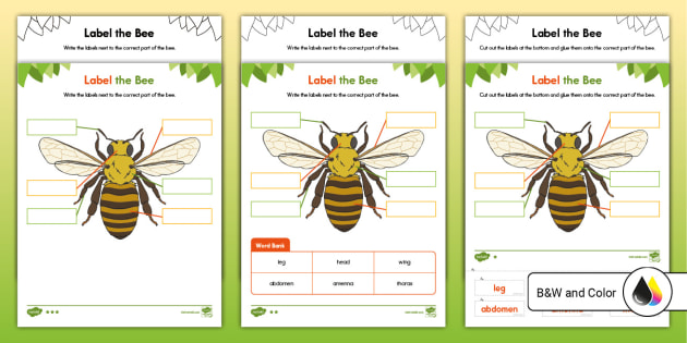 Label the Bee Differentiated Activity (teacher made)