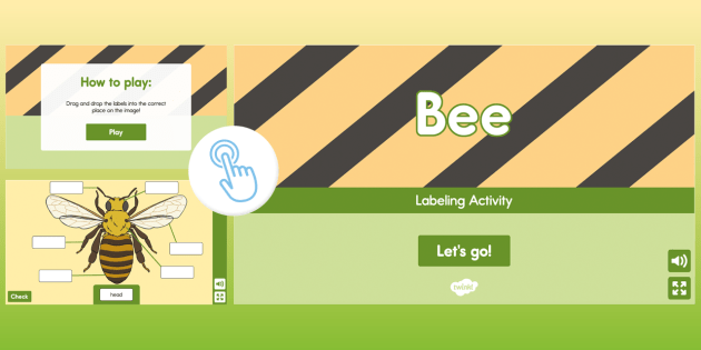 Bee Interactive Labeling Activity (teacher made)